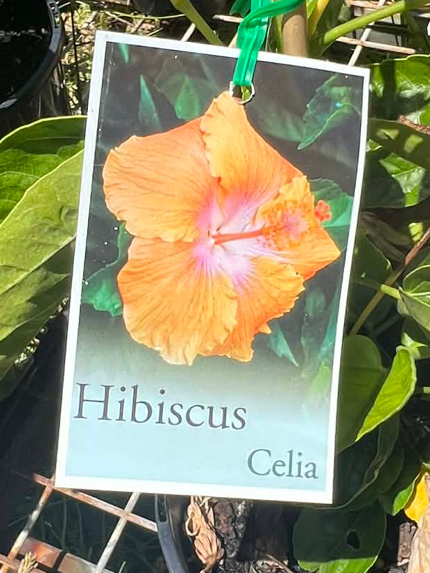 Hibiscus Celia – Anything And Everything Plants