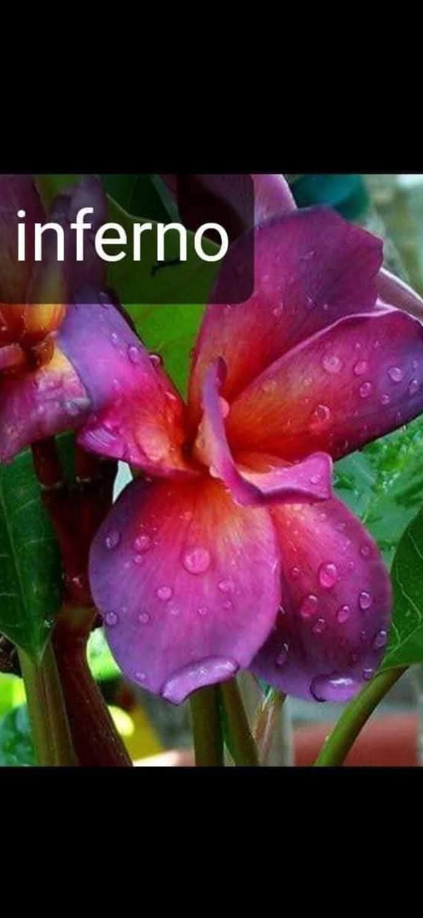 Frangipani Inferno – Anything And Everything Plants