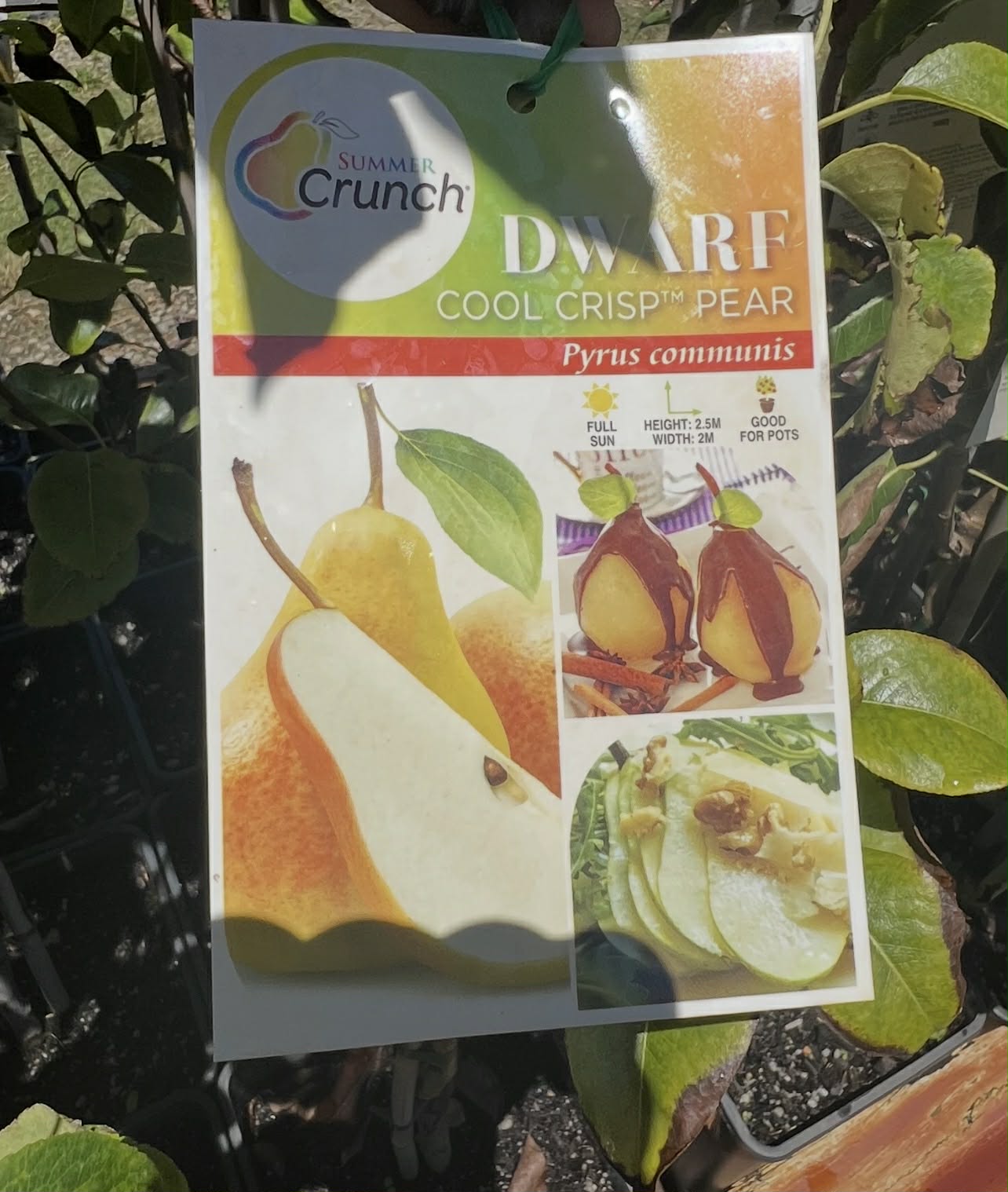 Dwarf Cool Crisp Pear – Anything And Everything Plants