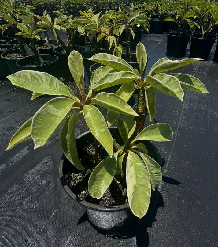 Variegated Thai Silver Leaf Frangipani – Anything And Everything Plants