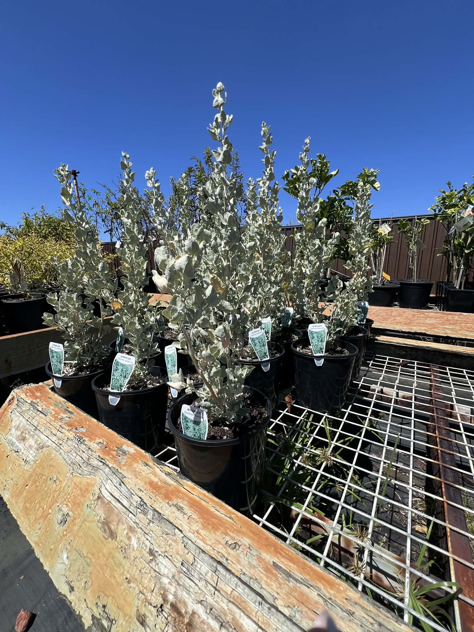 Old Mans Salt bush – Anything And Everything Plants