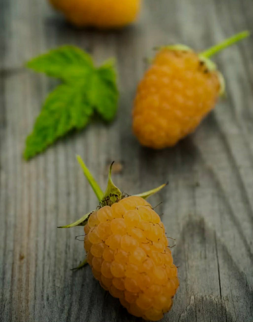 Yellow Raspberry – Anything And Everything Plants