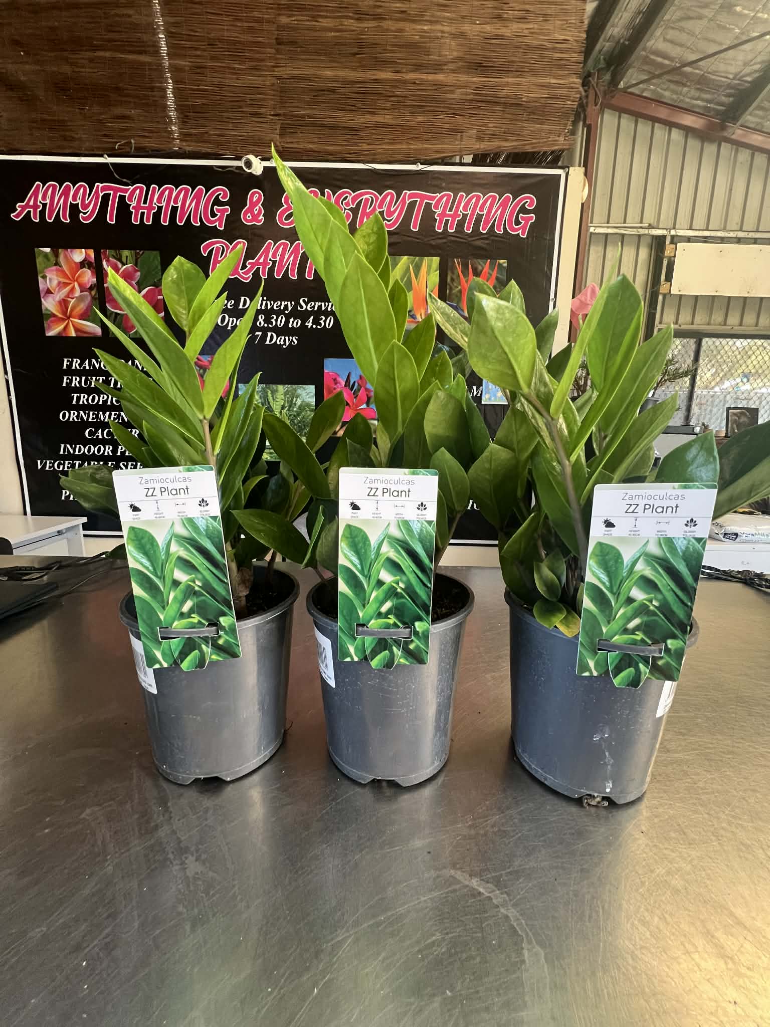 Zamioculcas ZeZe Plant – Anything And Everything Plants