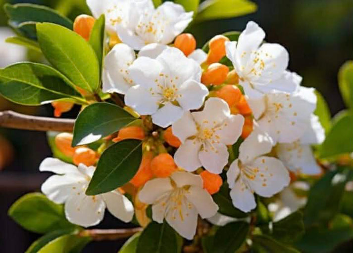 Orange Jessamine – Anything And Everything Plants