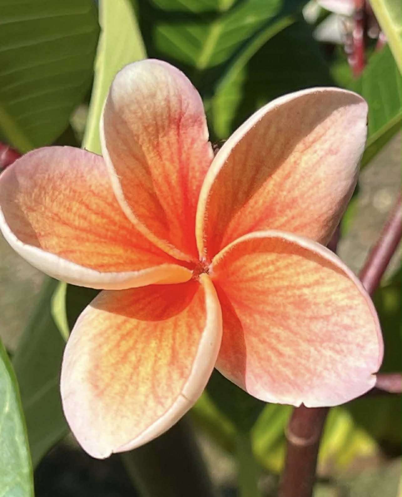 Frangipani India – Anything And Everything Plants
