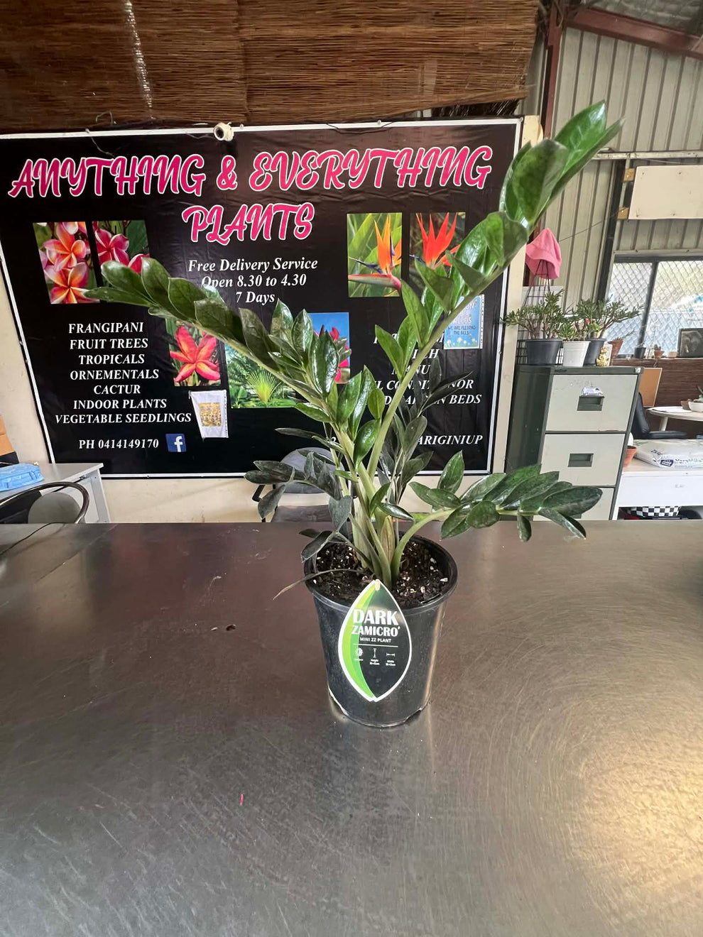 Dark Zamicro Zeze – Anything And Everything Plants